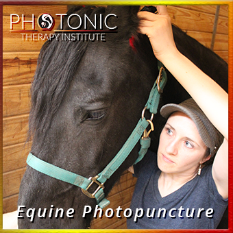 Equine Memes – Members – Photonic Therapy Institute
