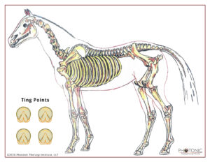 Finding The Equine Path – Members – Photonic Therapy Institute